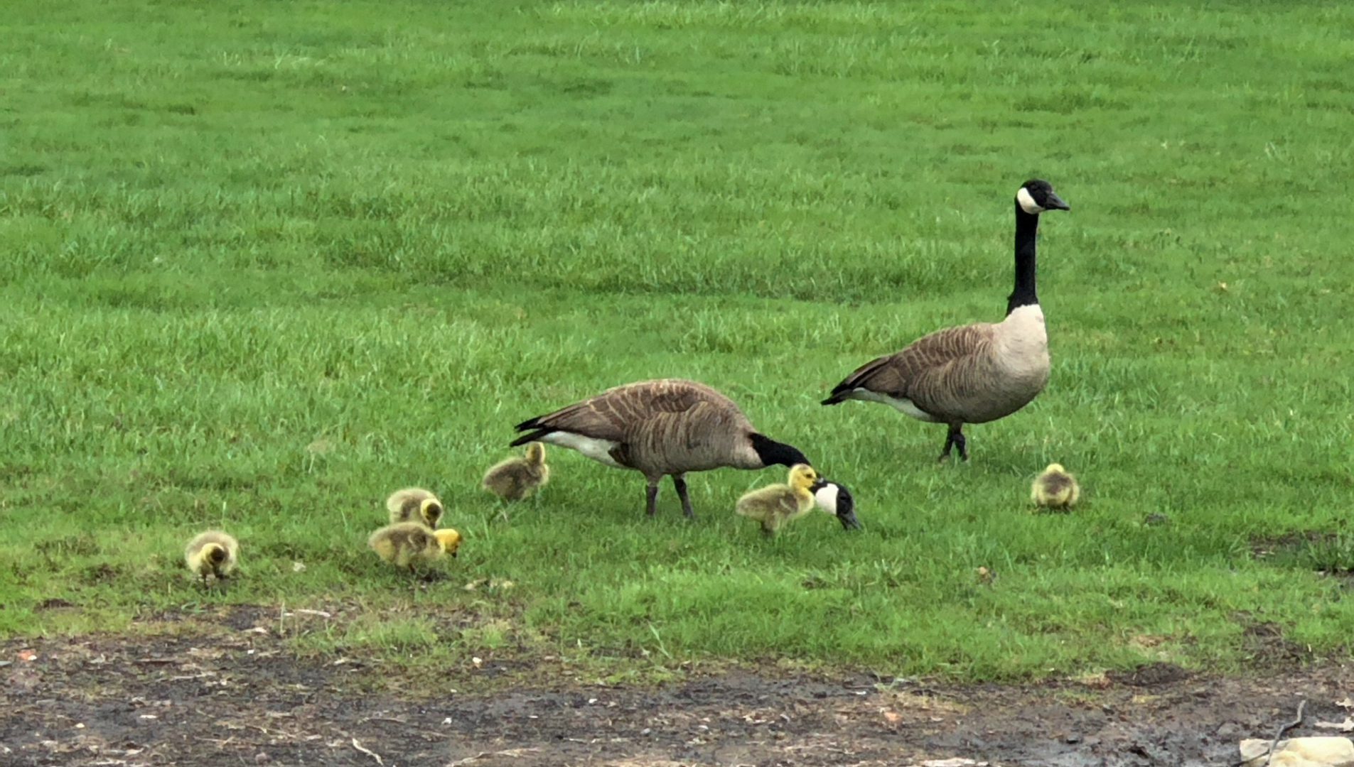 About Us – Arthritis Health Associates